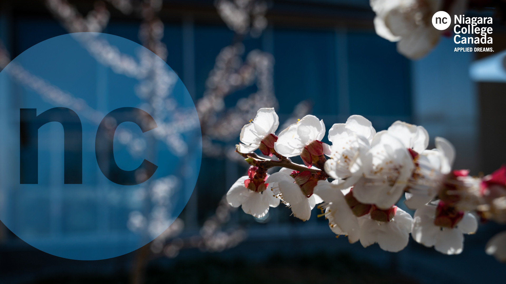 Spring-themed video conferencing backgrounds available | InsideNC
