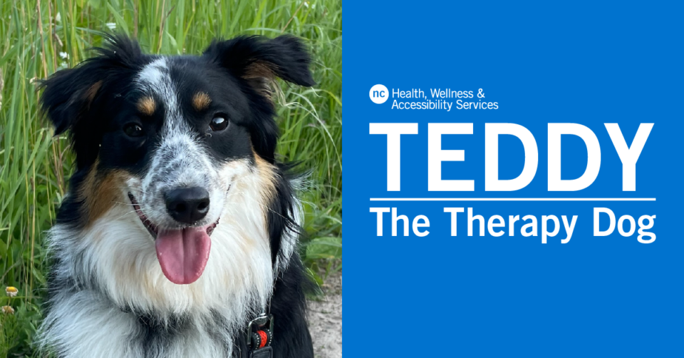 Canine on campus: New therapy dog Teddy will lend a helping paw to ...