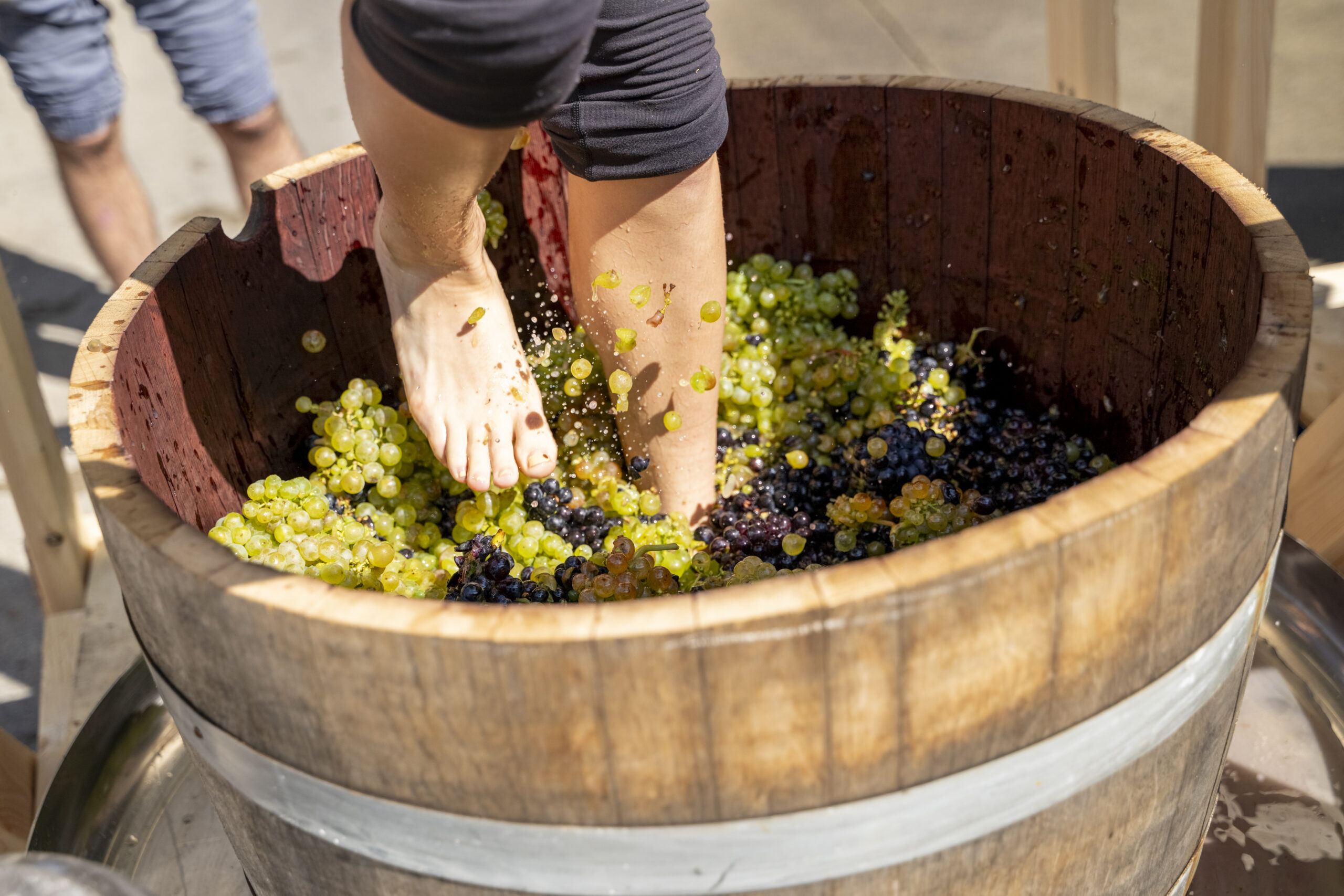 Wine and Beverage students get their feet wet with grape stomp | InsideNC