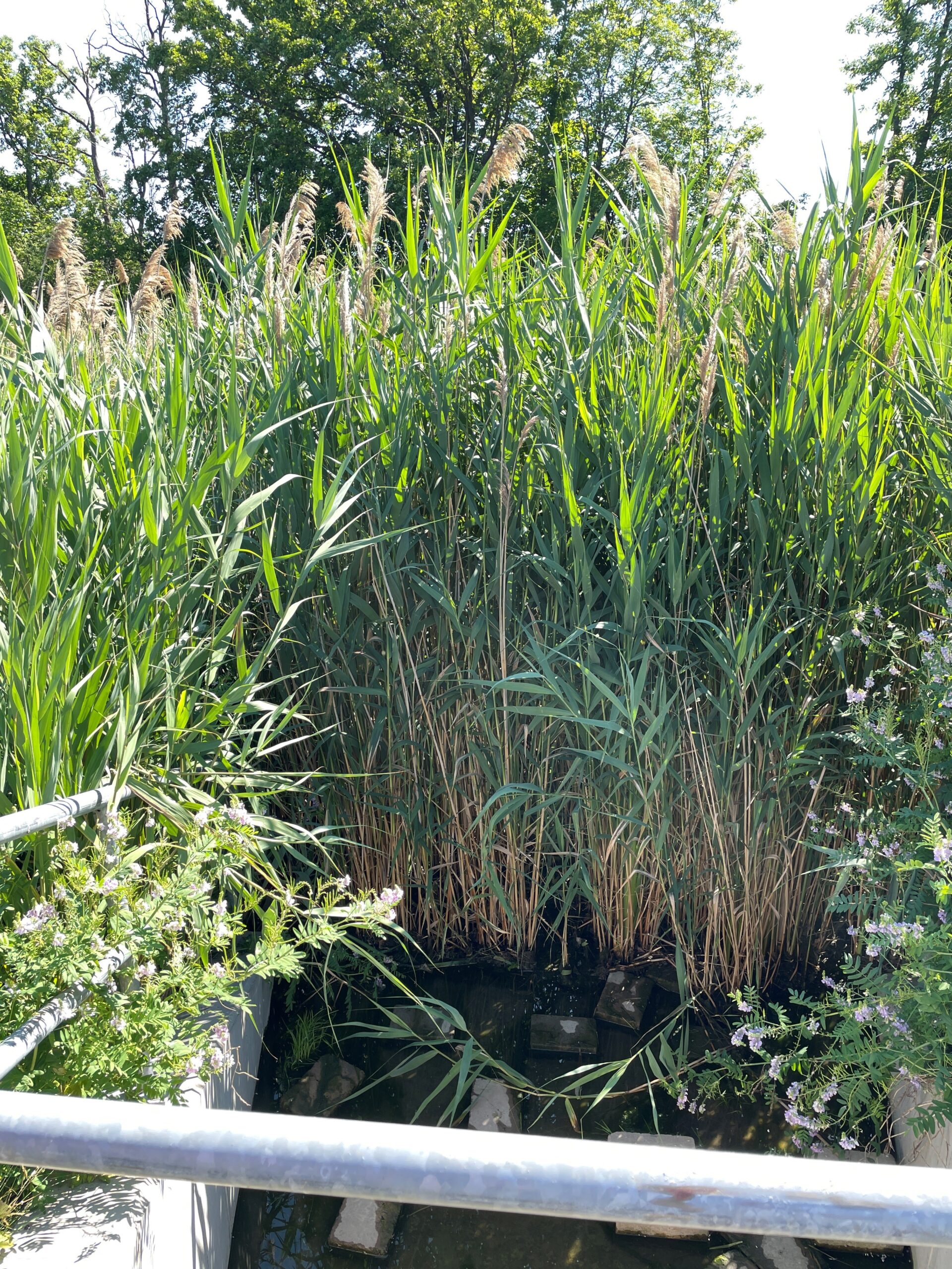 Invasive Phragmites Control Centre on campus week of August 5 | InsideNC
