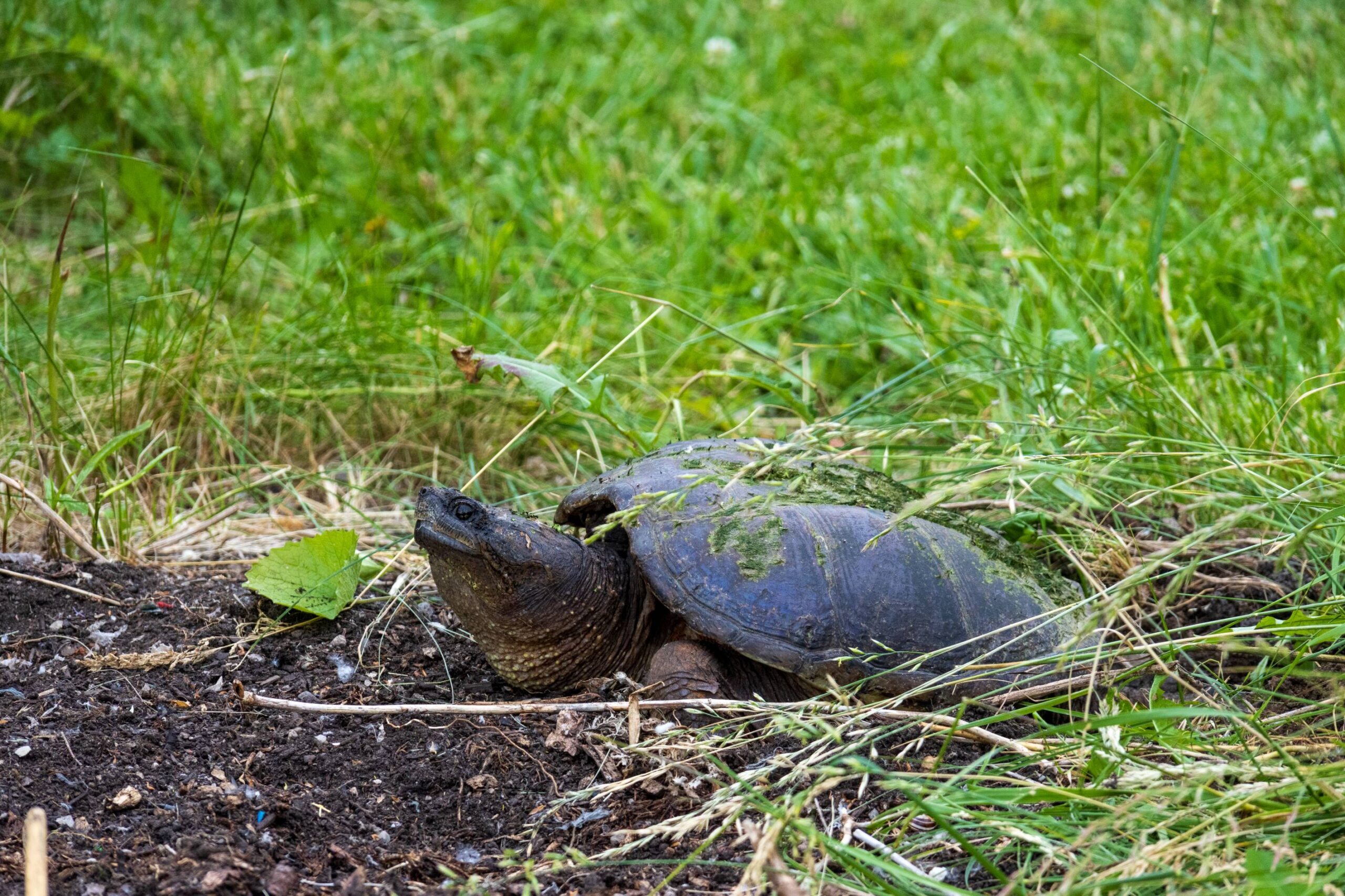 Reminder: Nesting turtles on the trails in Niagara-on-the-Lake | InsideNC