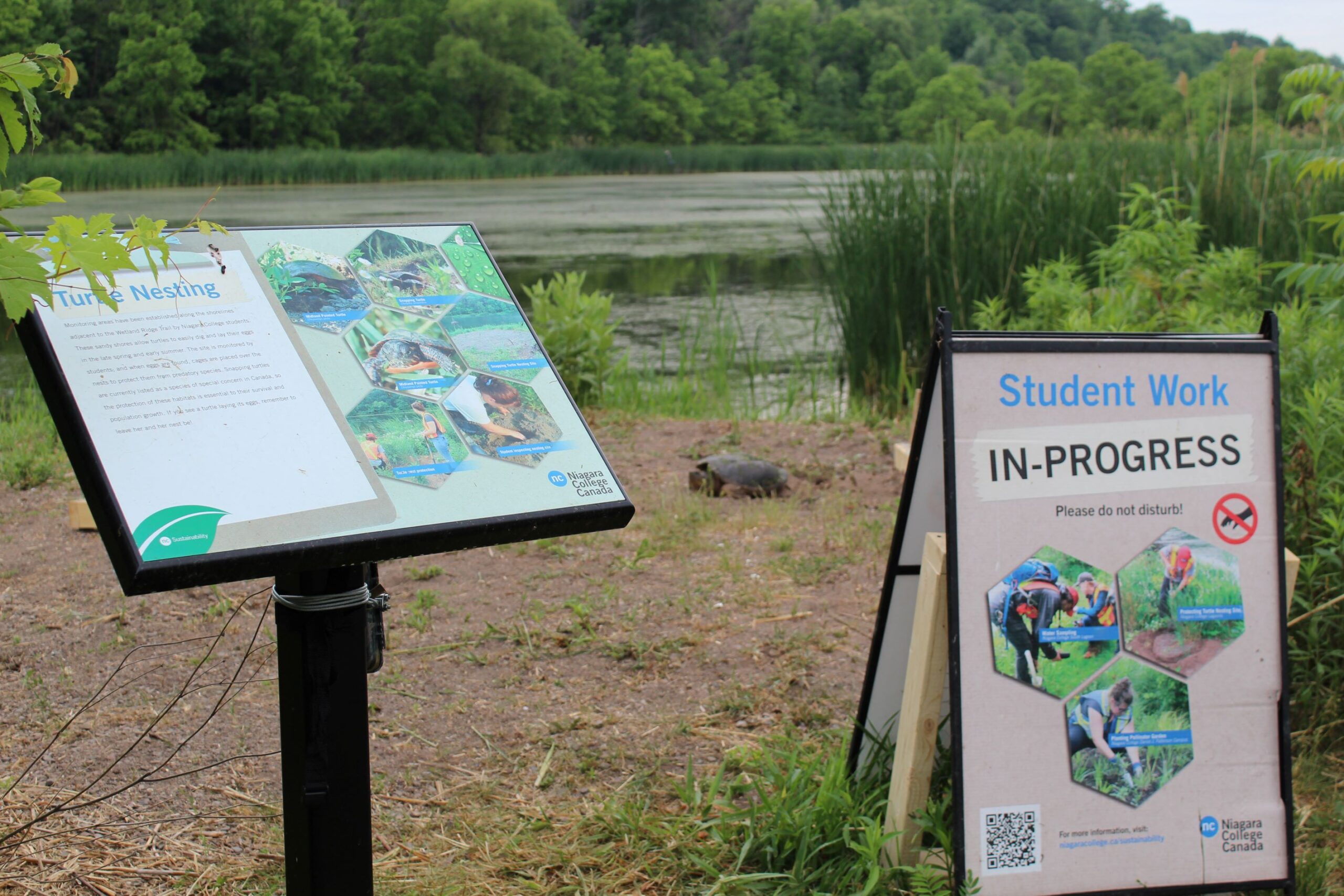 Reminder: Nesting turtles on the trails in Niagara-on-the-Lake | InsideNC