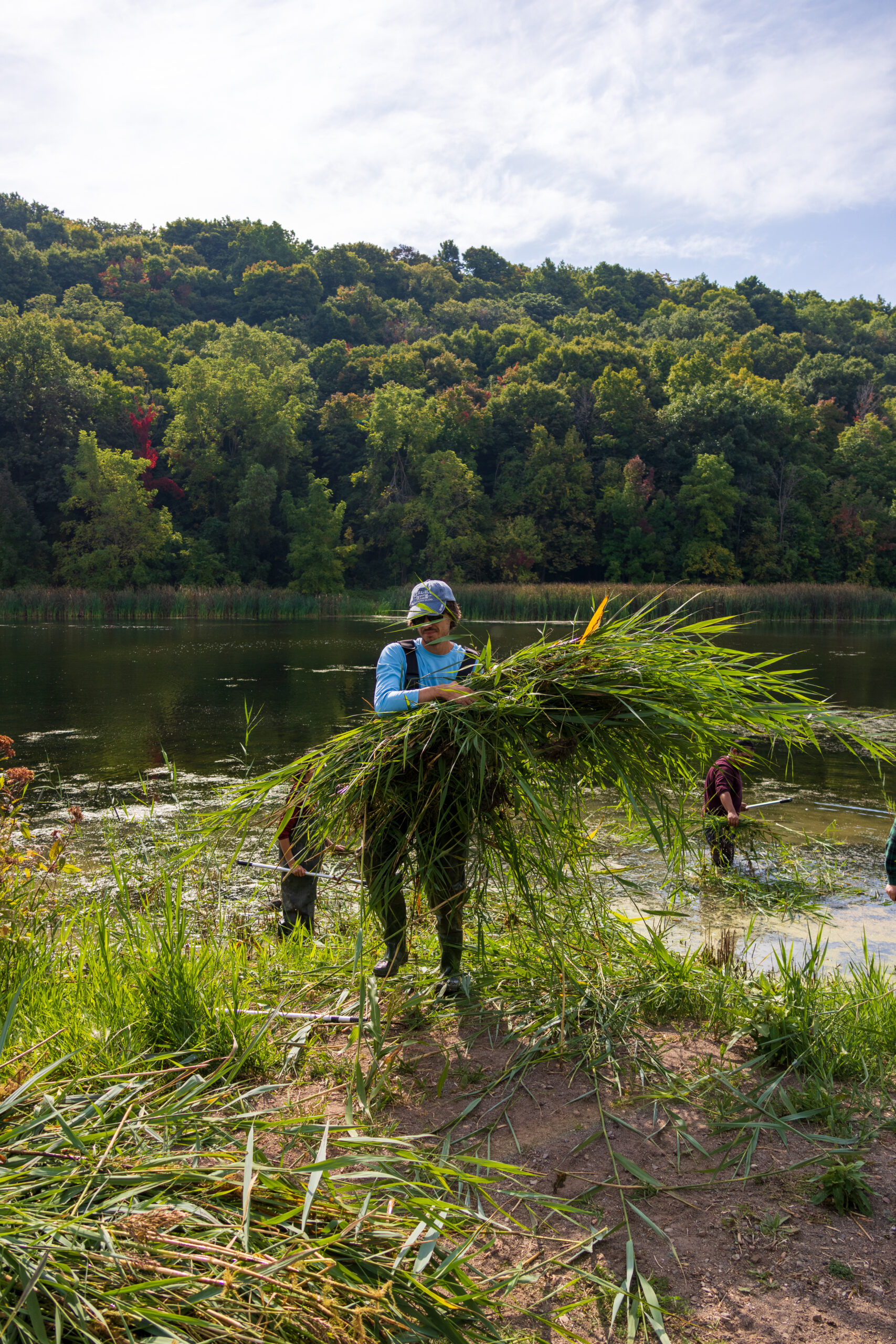 Invasive Phragmites Control Centre on campus week of August 11 | InsideNC