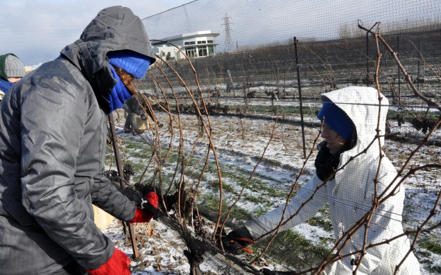 Temperature drop sparks flurry of activity for Icewine harvest | InsideNC