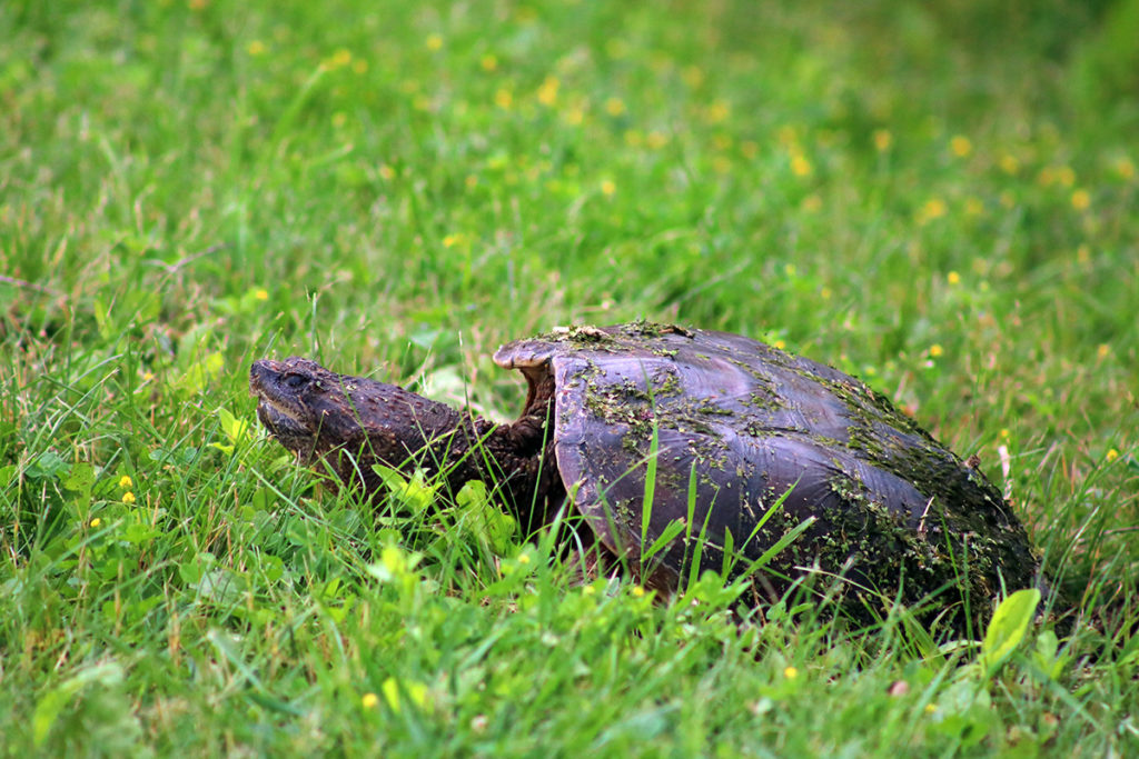 BioBlitz | NC Sustainability | Niagara College