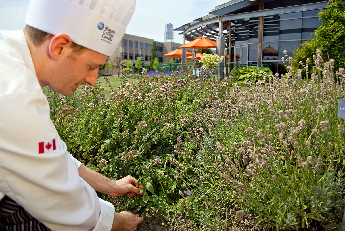 Campus Garden Network | NC Sustainability | Niagara College