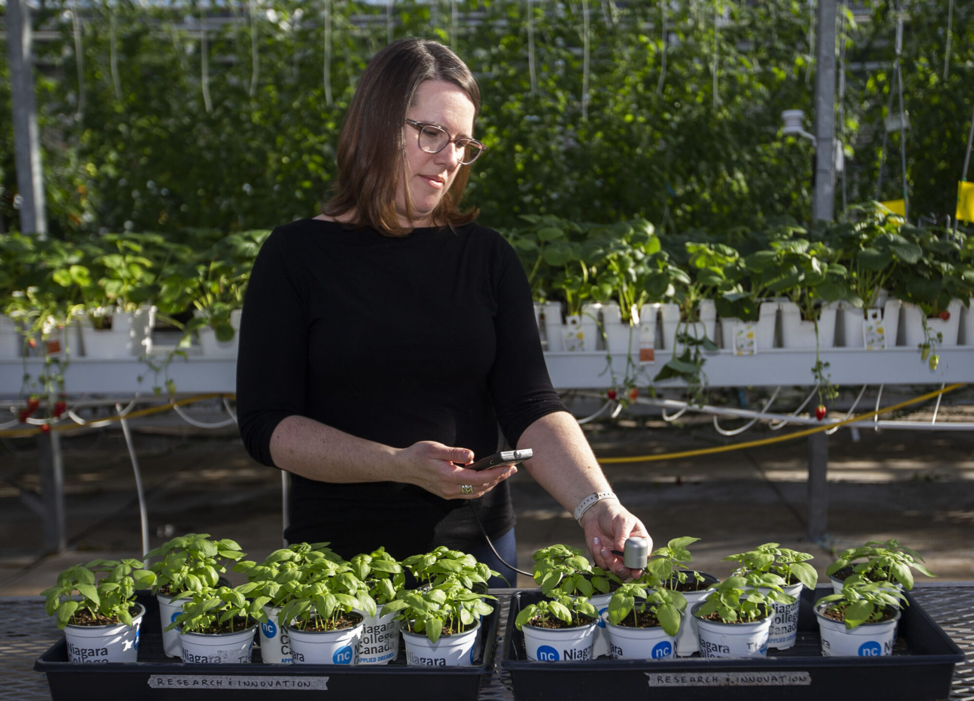 Partnership plants seed for new food growing system | Niagara College
