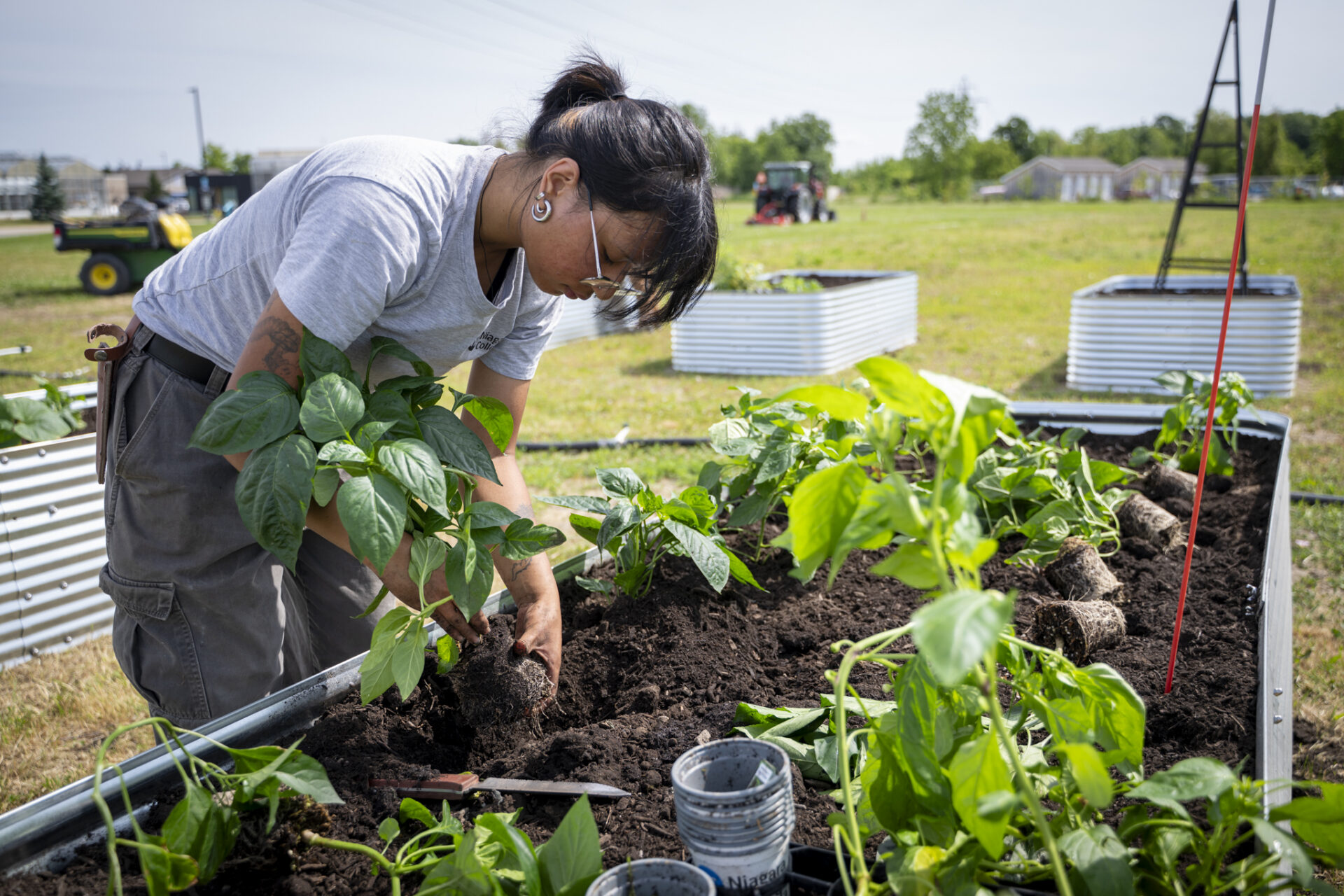 Niagara College students cultivate vegetable garden to combat food insecurity | Niagara College